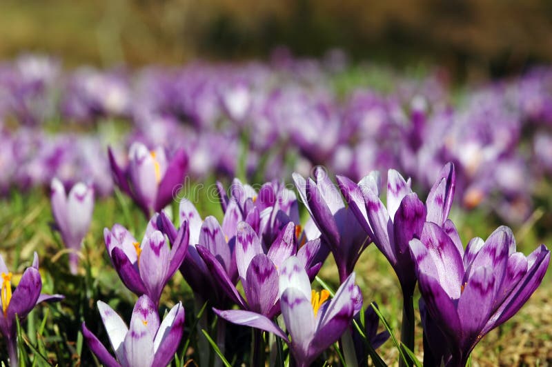 Crocus field stock photo. Image of crocus, spring, blue - 661684