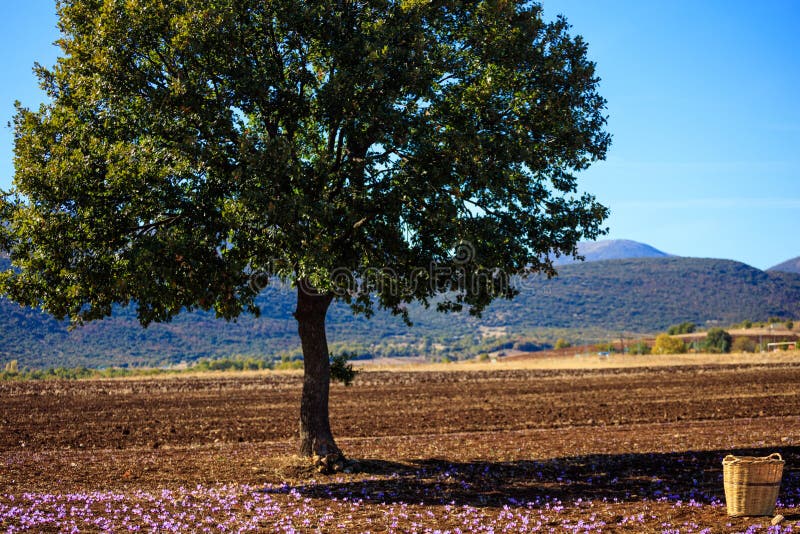 An Oak Tree and a Wicker Basket on a Saffron Field at Harvest Time ...