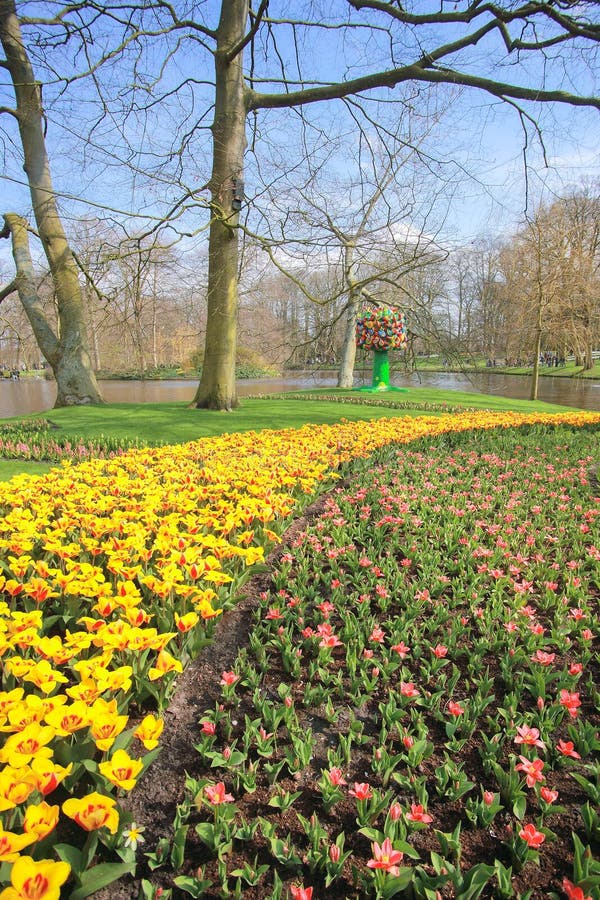 Crocus field stock photo. Image of bulbs, nature, macro - 11386