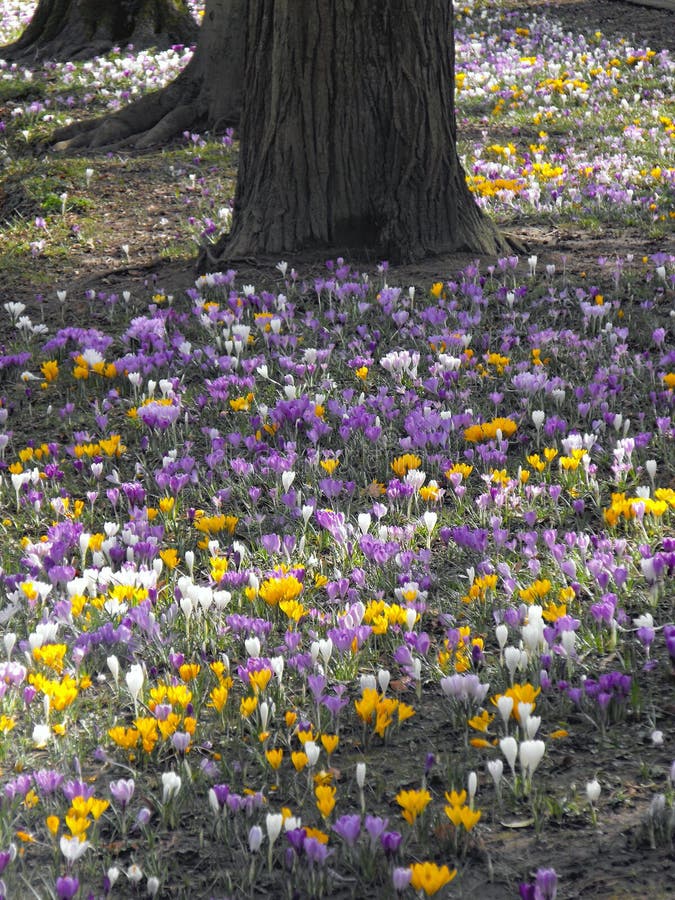 Crocus stock photo. Image of bloom, trunk, crocus, tree - 171540528