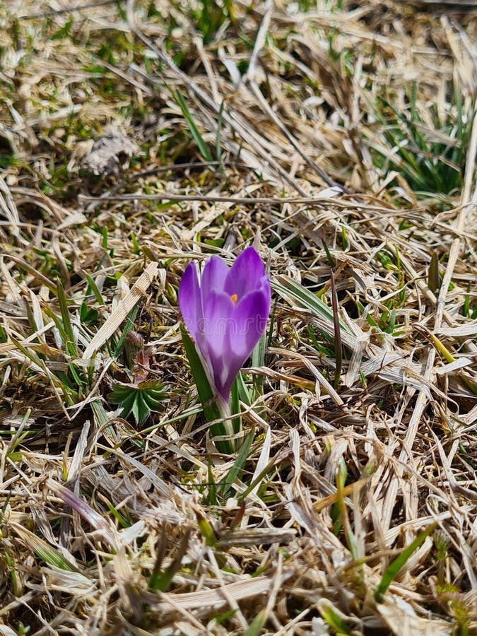 Crocus. the First Flower in the Mountains Stock Image - Image of ...