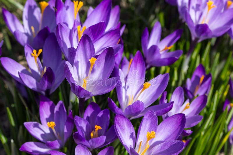 Spring Crocus Flowers stock photo. Image of spring, bloom - 13607966