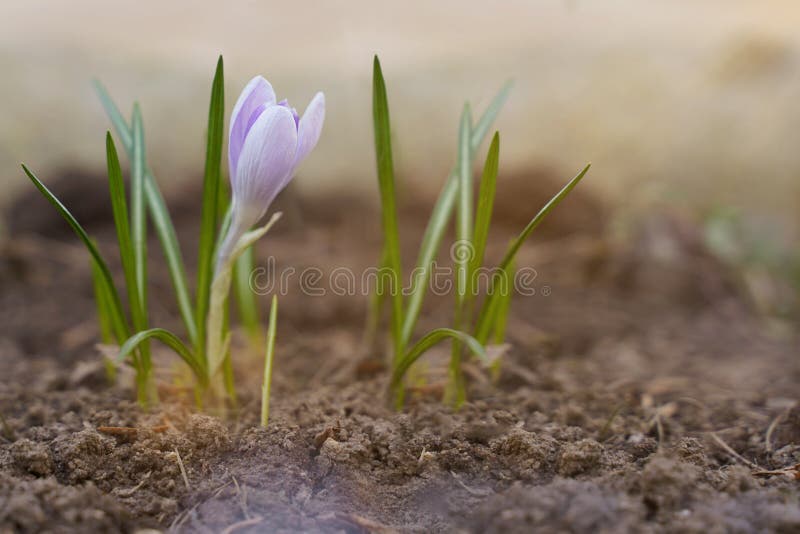 Crocus First Spring Flowers Growing with Sun Light Stock Photo - Image ...