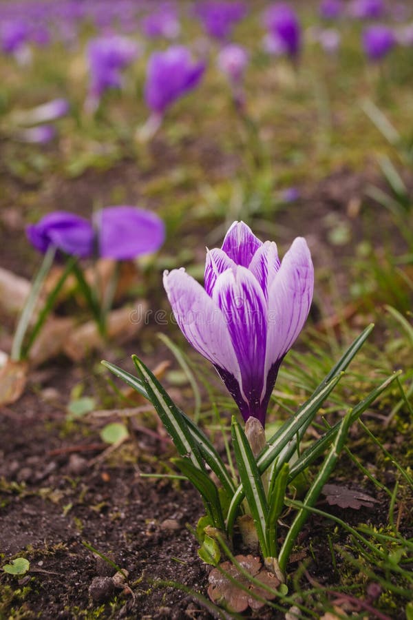 Crocus First Spring Flowers in the Park Stock Image - Image of ...