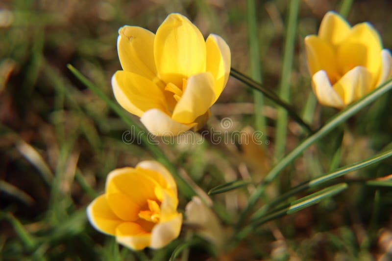 Crocus the First Spring Messenger Stock Photo - Image of messenger ...