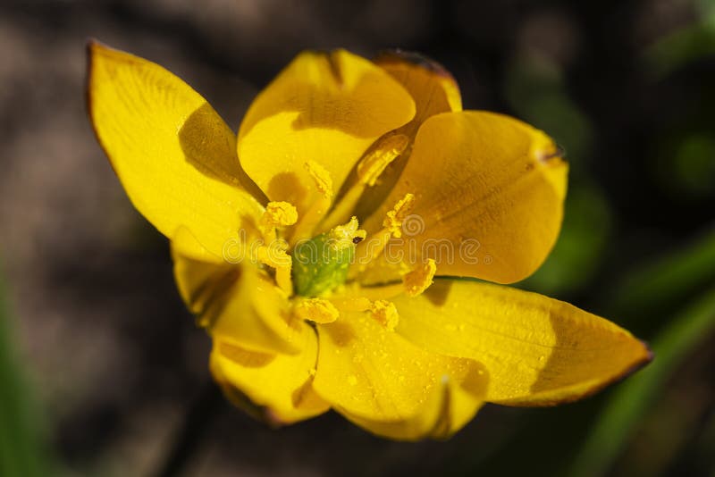 Crocus flavus stock photo. Image of natural, bloom, colours - 189519234