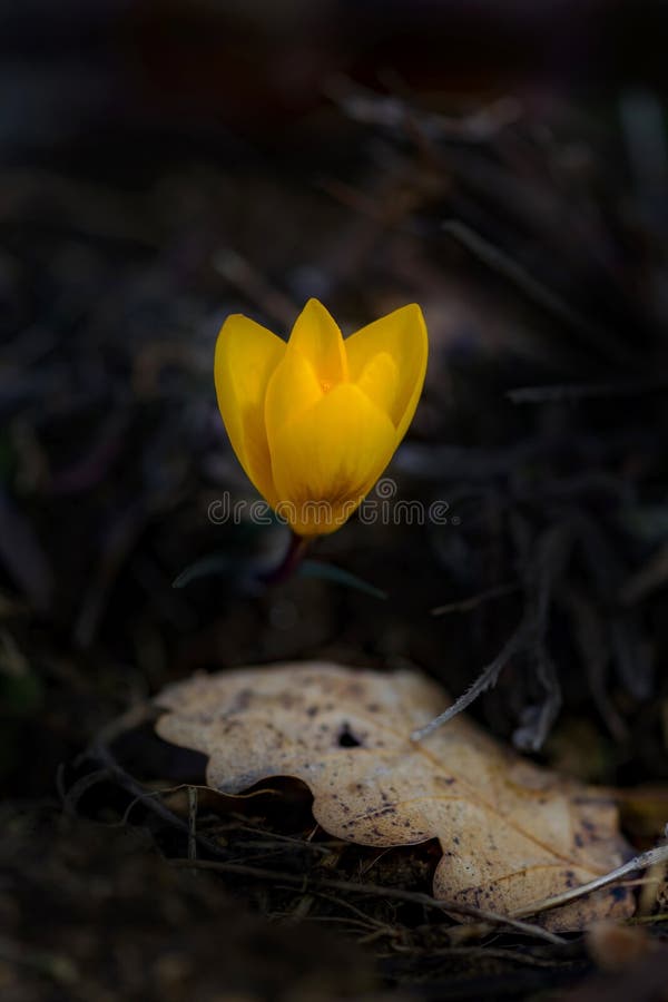 Crocus Flavus Yellow Flower Leaf Stock Image - Image of beautiful, bulb ...