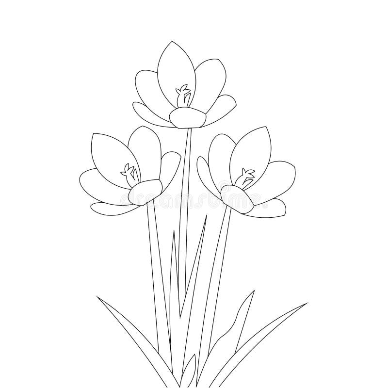 Crocus Fleur Dessin De Trait Crayon Vectoriel Plan Graphique Sur Fond ...