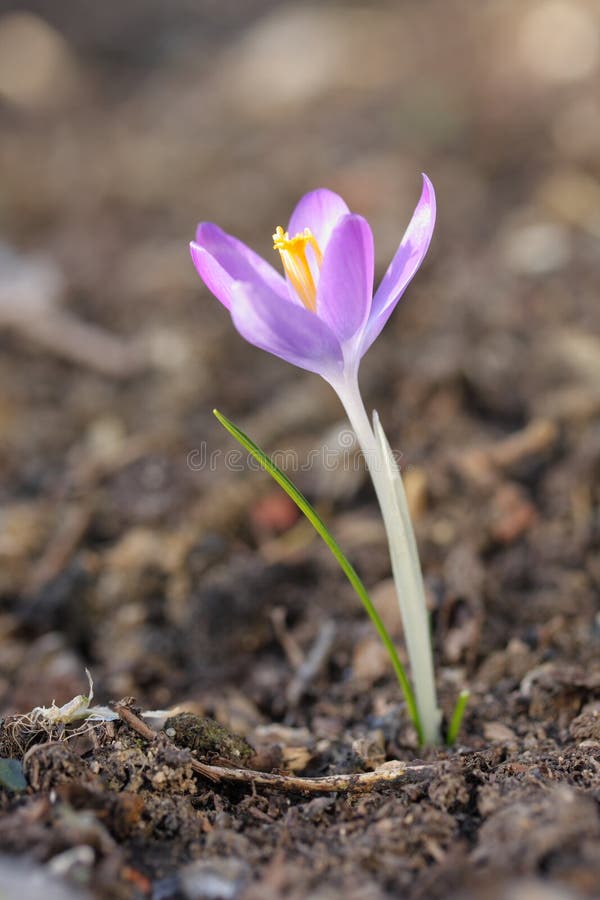 Crocus flower stock image. Image of crocus, color, nature - 13538393