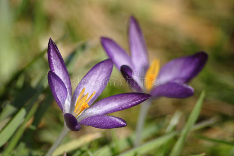 Crocus flower stock image. Image of iridaceae, asparagales - 19102841