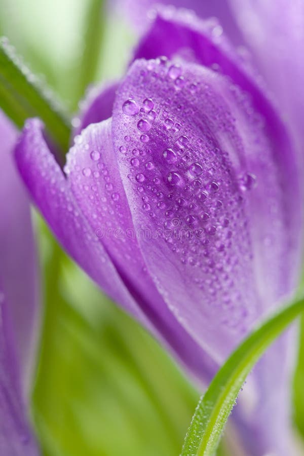 Crocus flower stock photo. Image of garden, clear, botanical - 23243698