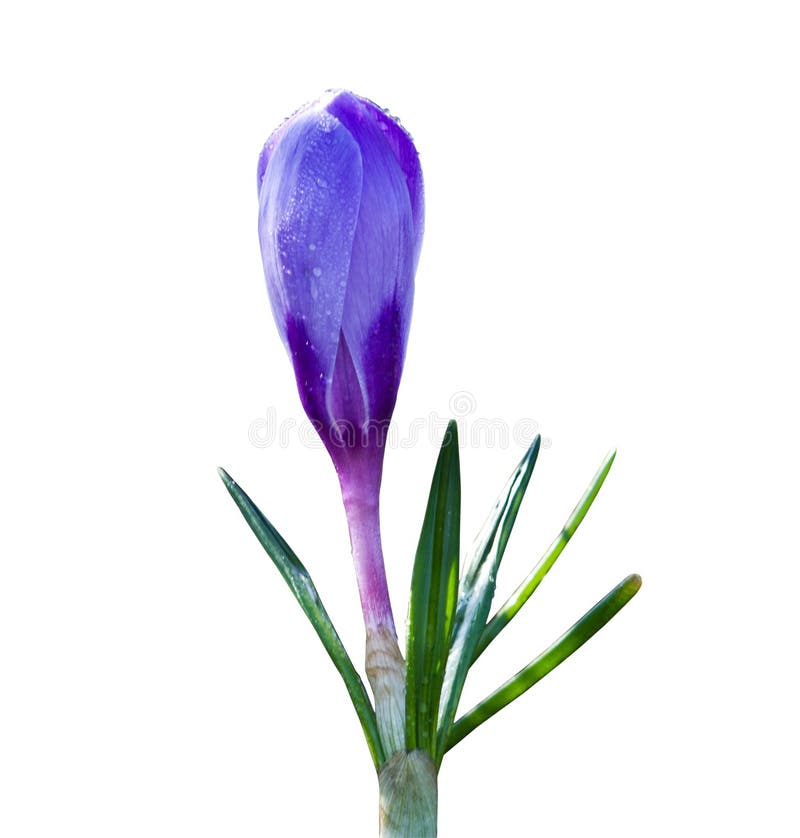 175 Gif Flower Stock Photos - Free & Royalty-Free Stock Photos from ...