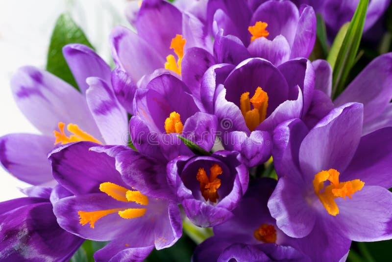 Crocus flowers and Bud stock photo. Image of special, botanical - 4909166