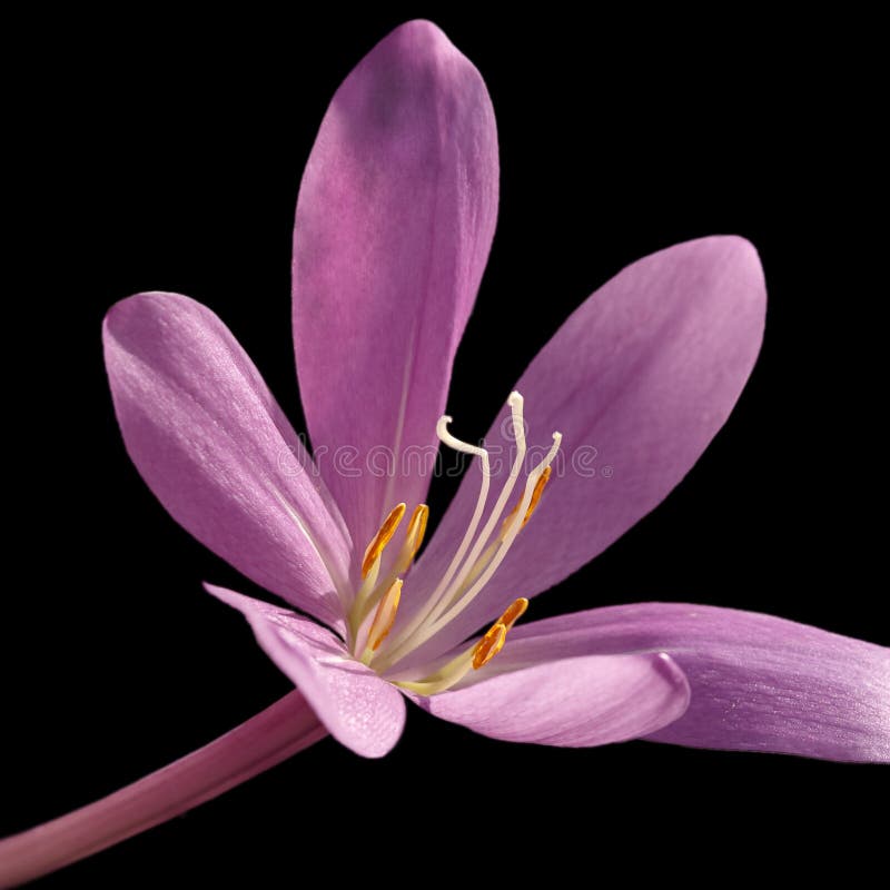 Crocus flower on black stock photo. Image of petals - 181884140