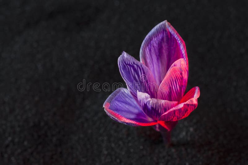 Crocus flower stock photo. Image of floral, lily, petal - 39925460