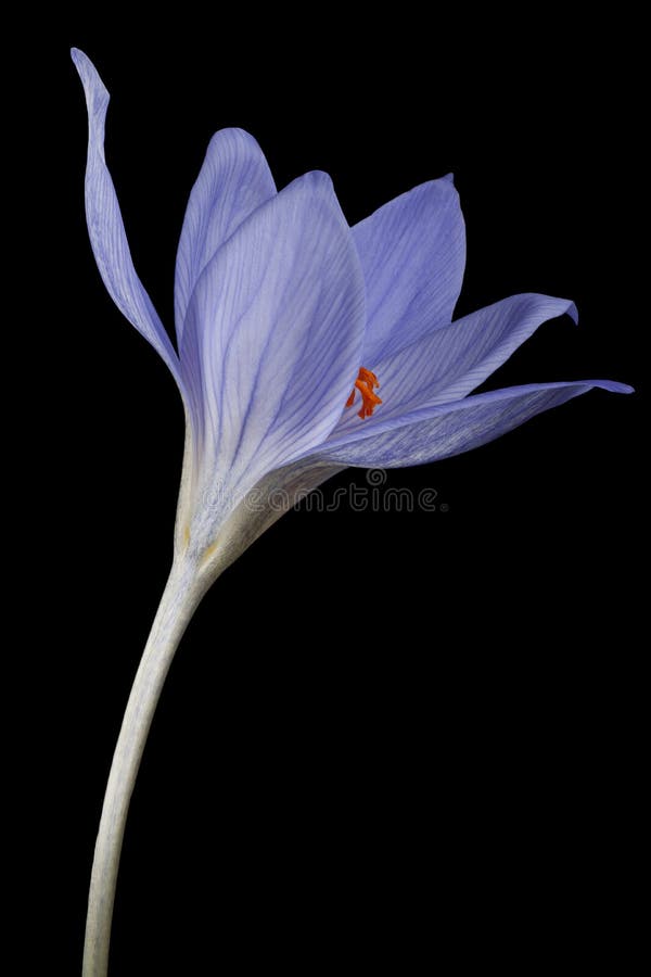 Crocus flower on black stock photo. Image of studio - 140494108