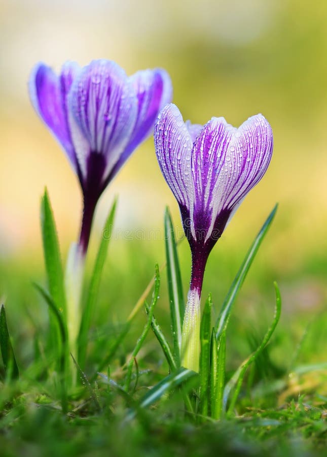 Crocus Flower Bloom in the Field Stock Photo - Image of flower, field ...