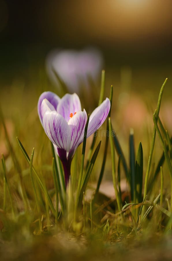 Crocus Flower Bloom in Sunset Stock Image - Image of calm, beautiful ...