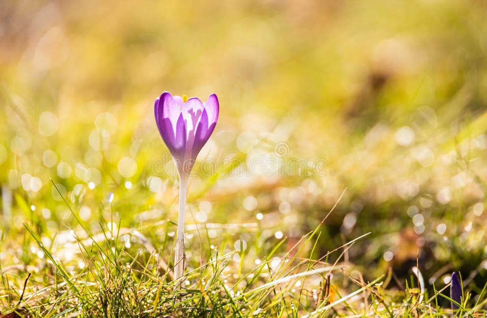 Crocus Flower on Blurred Bokeh Background, Spring Backdrop Stock Photo ...