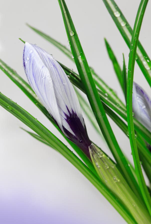 Crocus flower in bud stock image. Image of crocus, violet - 8484449