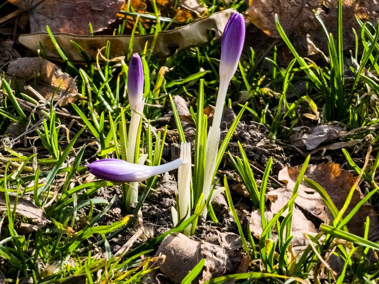 Crocus Flower Buds. Early Spring Stock Photo - Image of season, march ...