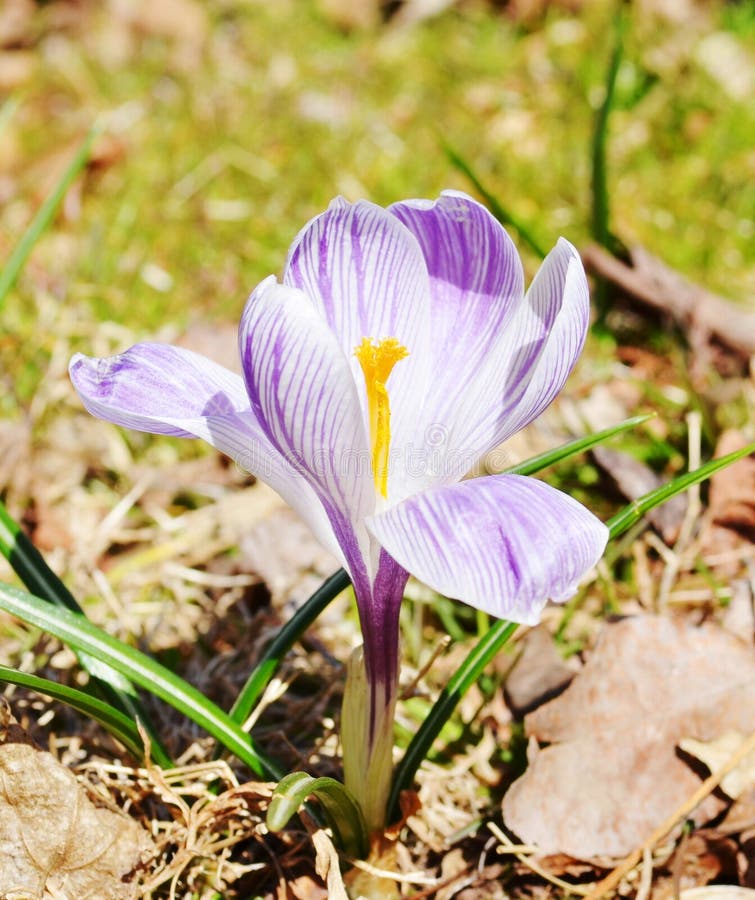 Crocus flower stock image. Image of green, flower, blooming - 30930523