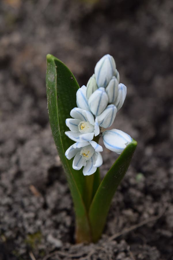 Spring has sprung stock image. Image of blue, flower - 108744289