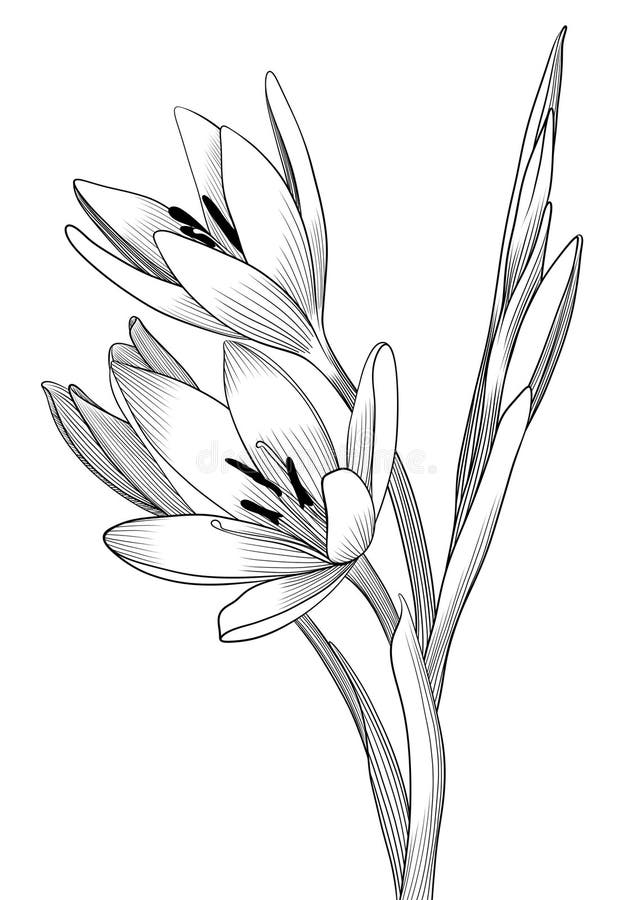 Crocus Flower Engraving Style Vector Illustration Design Element Stock ...