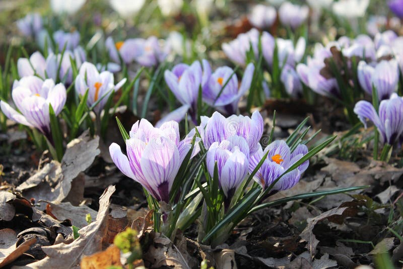 Crocus flower stock photo. Image of stems, spring, sunlight - 90103488