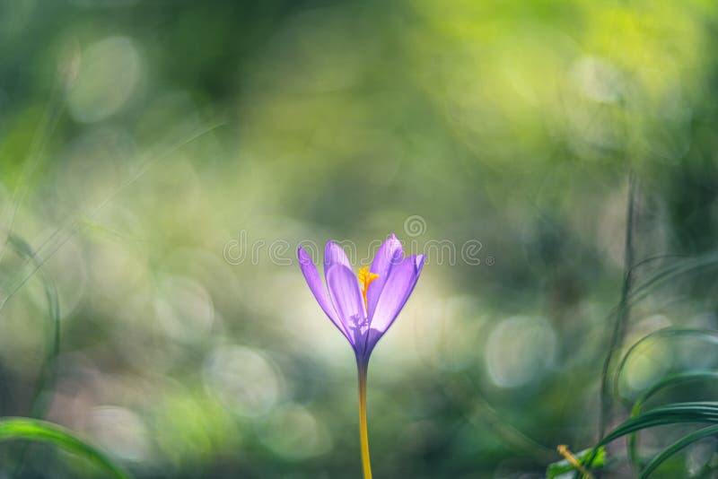 Crocus Flower Focus on Foreground Stock Photo - Image of bloom, plant ...