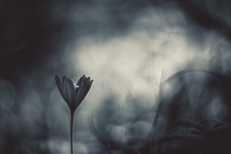 Dark Flower in the Forest Vintage Lens Rendering Stock Photo - Image of ...