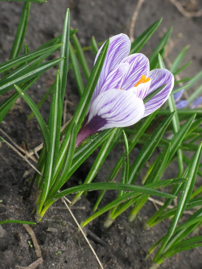 Crocus stock image. Image of summer, bouquet, flowers - 86274725