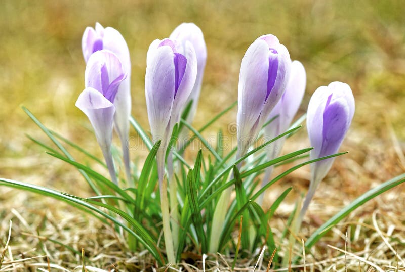 Crocus flower in the grass stock image. Image of park - 90319009