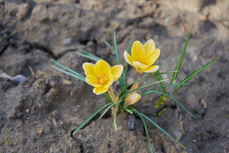 Crocus Flower on the Ground Blooms,sprouts Flowers on the Ground in ...