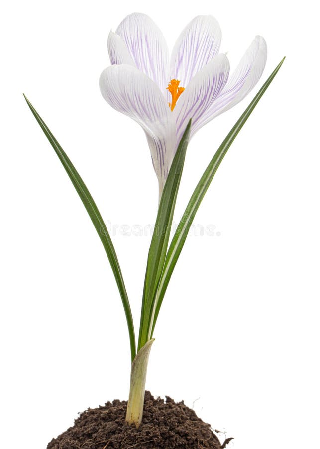 Crocus Flower Growing from the Ground, Isolated on White Background ...