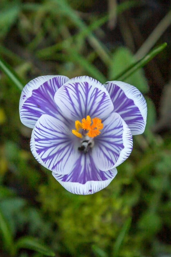 A Crocus Flower stock photo. Image of delicate, focus - 140500050
