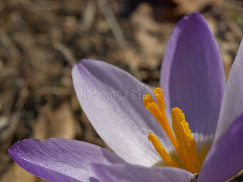 Crocus flower stock photo. Image of background, blossom - 39476232