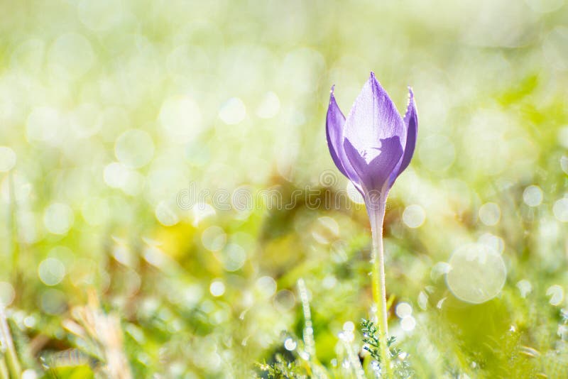 Crocus Flower in the Morning, at Sunrise Stock Photo - Image of plant ...