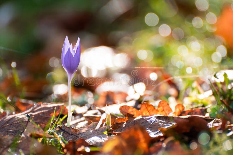 Crocus Flower in the Morning, at Sunrise Stock Image - Image of small ...
