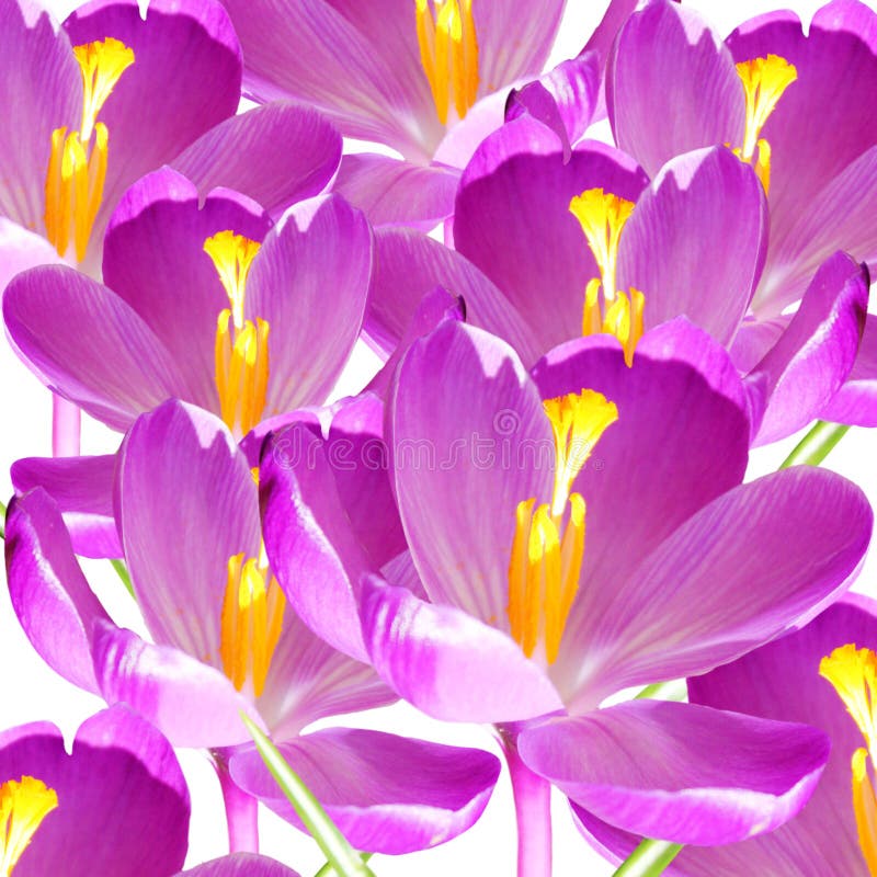 Crocus Flower Petal Closeup Stock Image - Image of color, blossom: 52333635