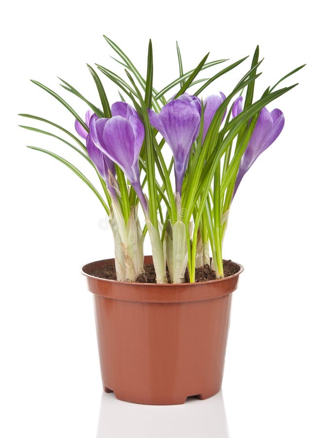 Crocus Flower in Pot Isolated Stock Photo - Image of environmental ...