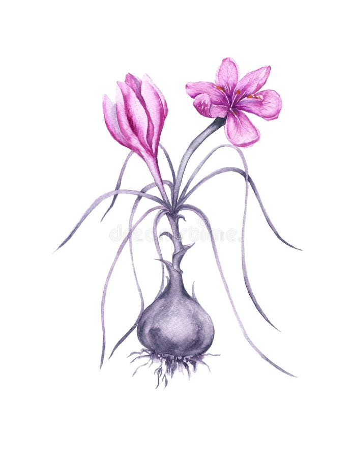 Crocus Flower with a Root. Isolated on White Background Stock ...