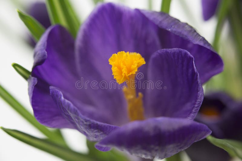 Crocus flower stock photo. Image of bouquet, macro, color - 67460406