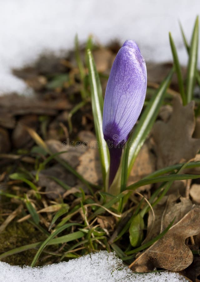 Crocus flower in the snow stock photo. Image of beauty - 66948060