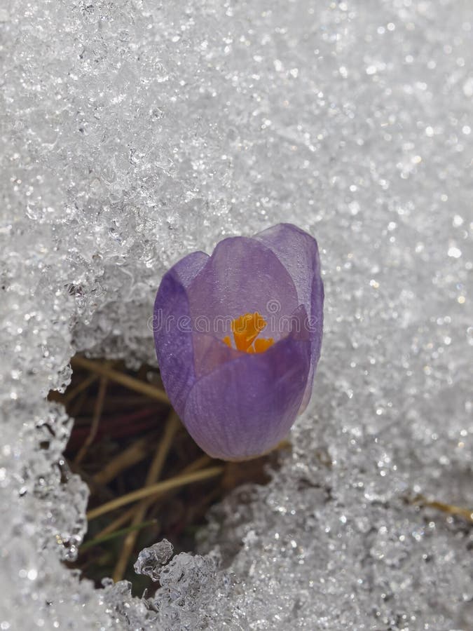 Crocus flower in snow stock image. Image of spring, colours - 39221159