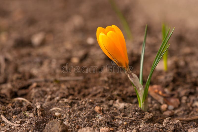 Crocus flower in soil stock image. Image of colorful - 51589217