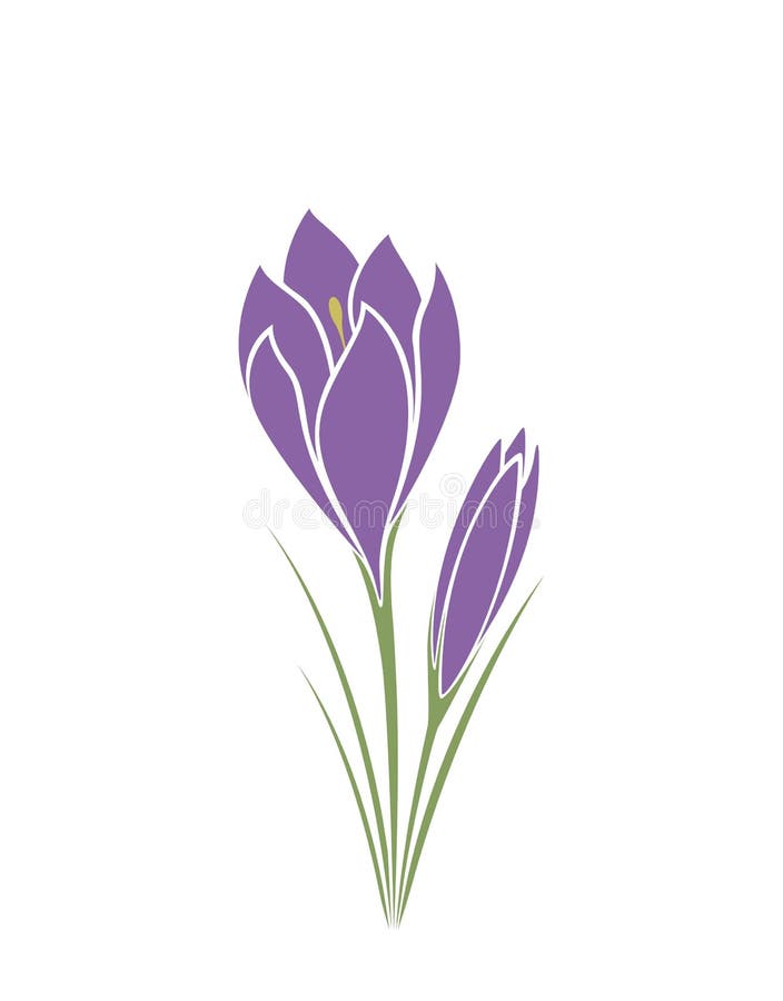 Crocus Flower. Spring Flower Design Element. Vector Hand Drawn Image ...