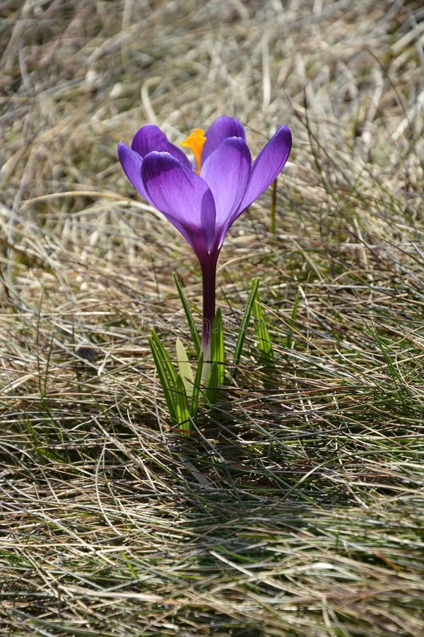 Crocus Flower at Spring Season Stock Image - Image of delicate, color ...