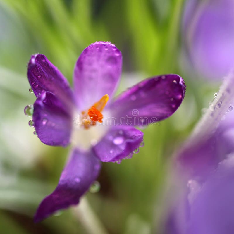 Crocus Flower, Top View. Crocus Flower Close Up Stock Photo - Image of ...