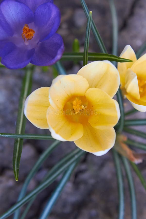 Crocus Flower Top View,crocus Flowers Bloom in Spring on the Ground ...